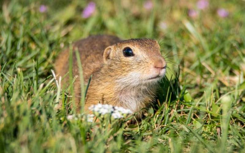 Gopher Control – Texas Pest & Wildlife